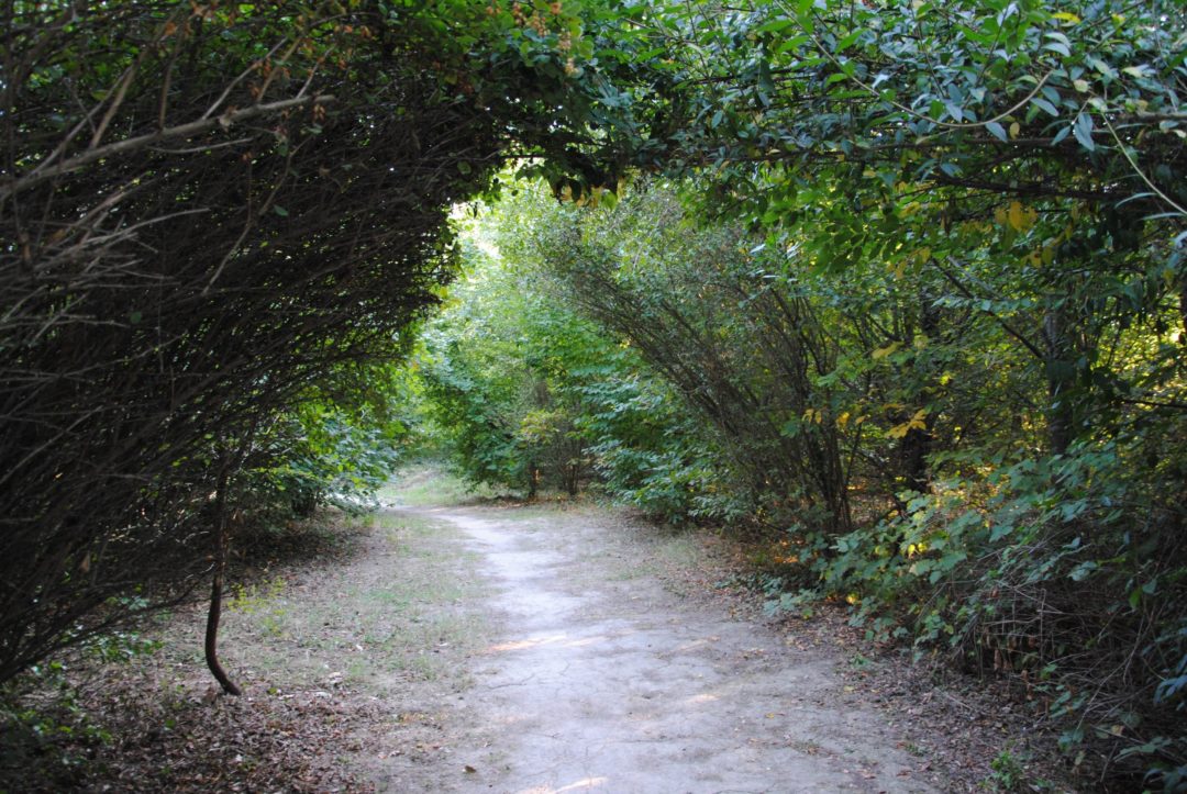 IL BOSCO DI FUSIGNANO | Bassa Romagna Mia